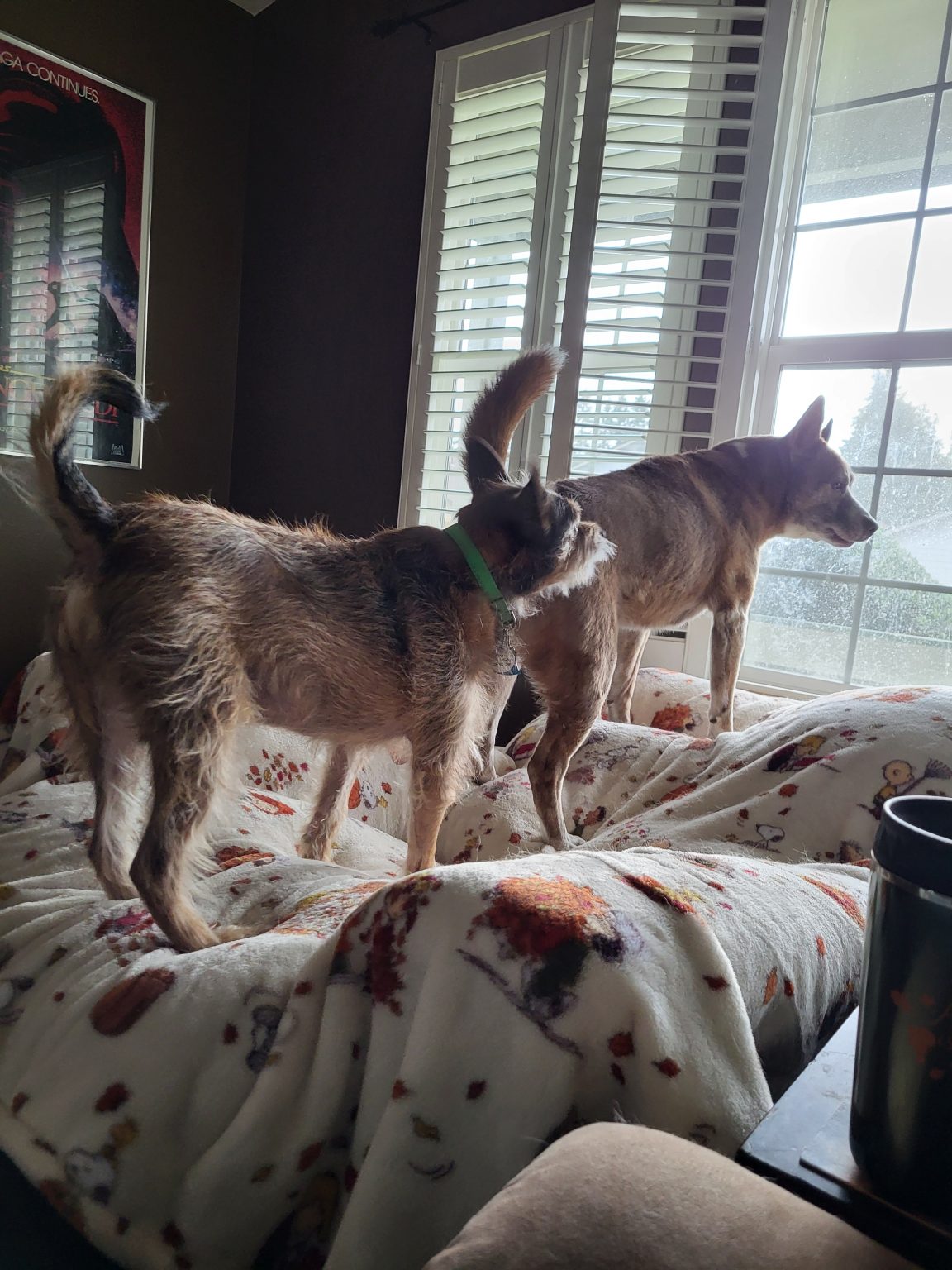 Dexter • Old Dog Haven