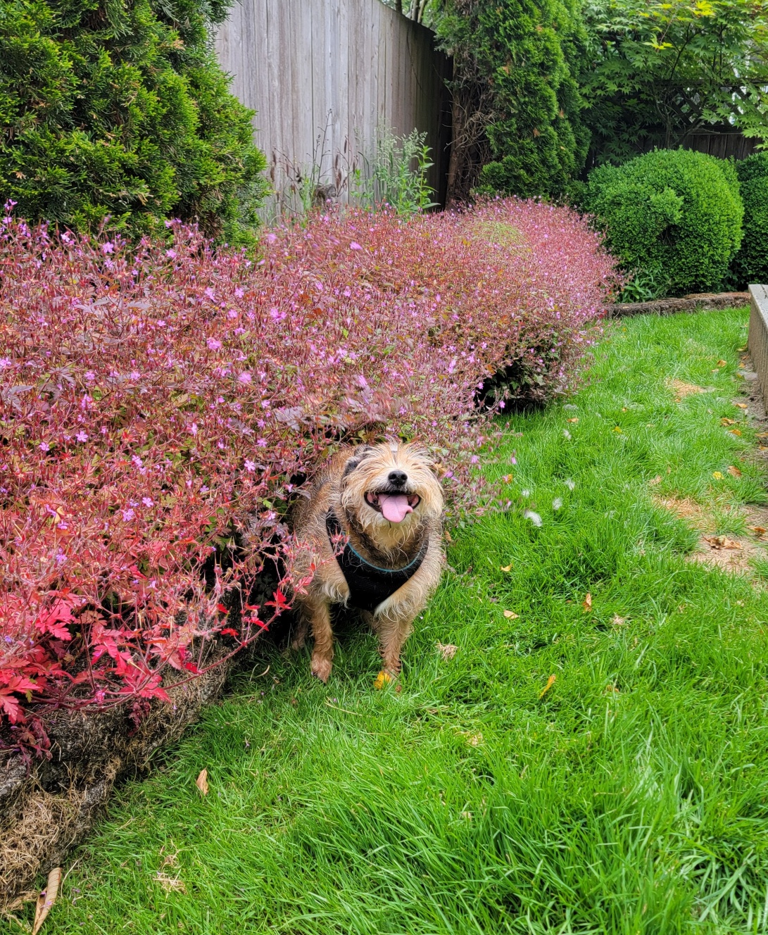 Dexter • Old Dog Haven