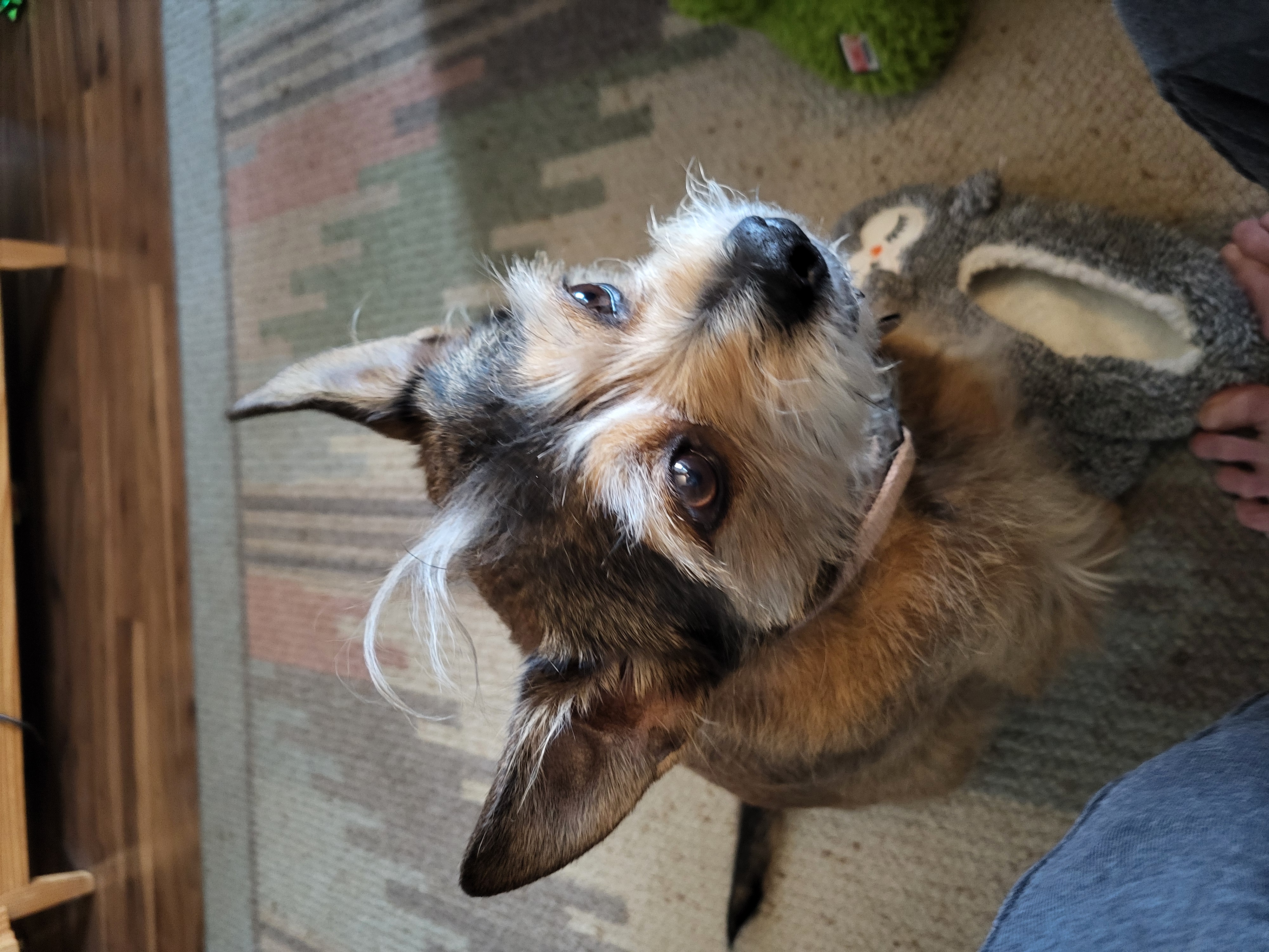 Dexter • Old Dog Haven