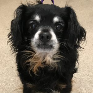 Old Dog Haven • Helping old dogs in their golden years