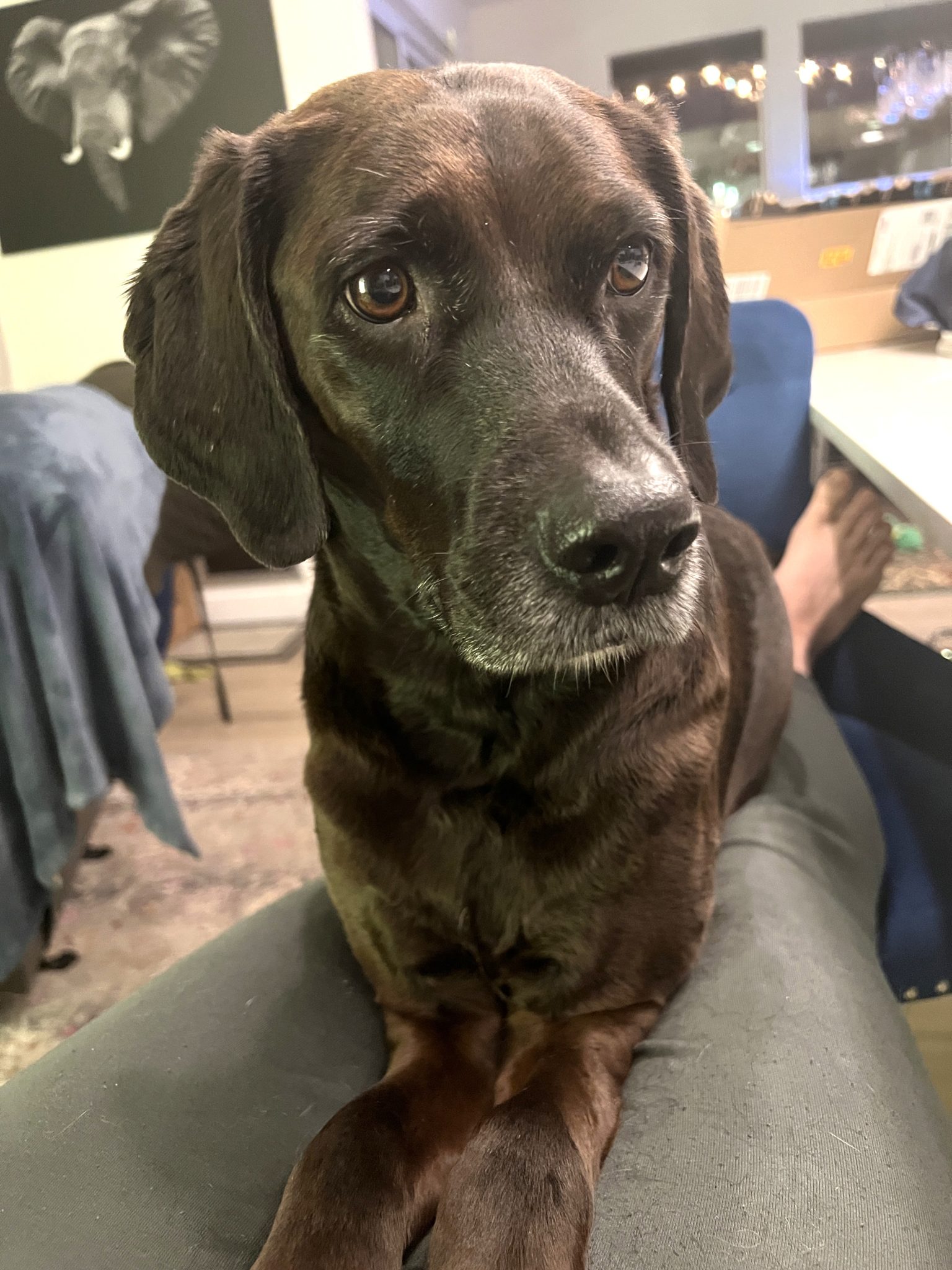 Olivia • Old Dog Haven