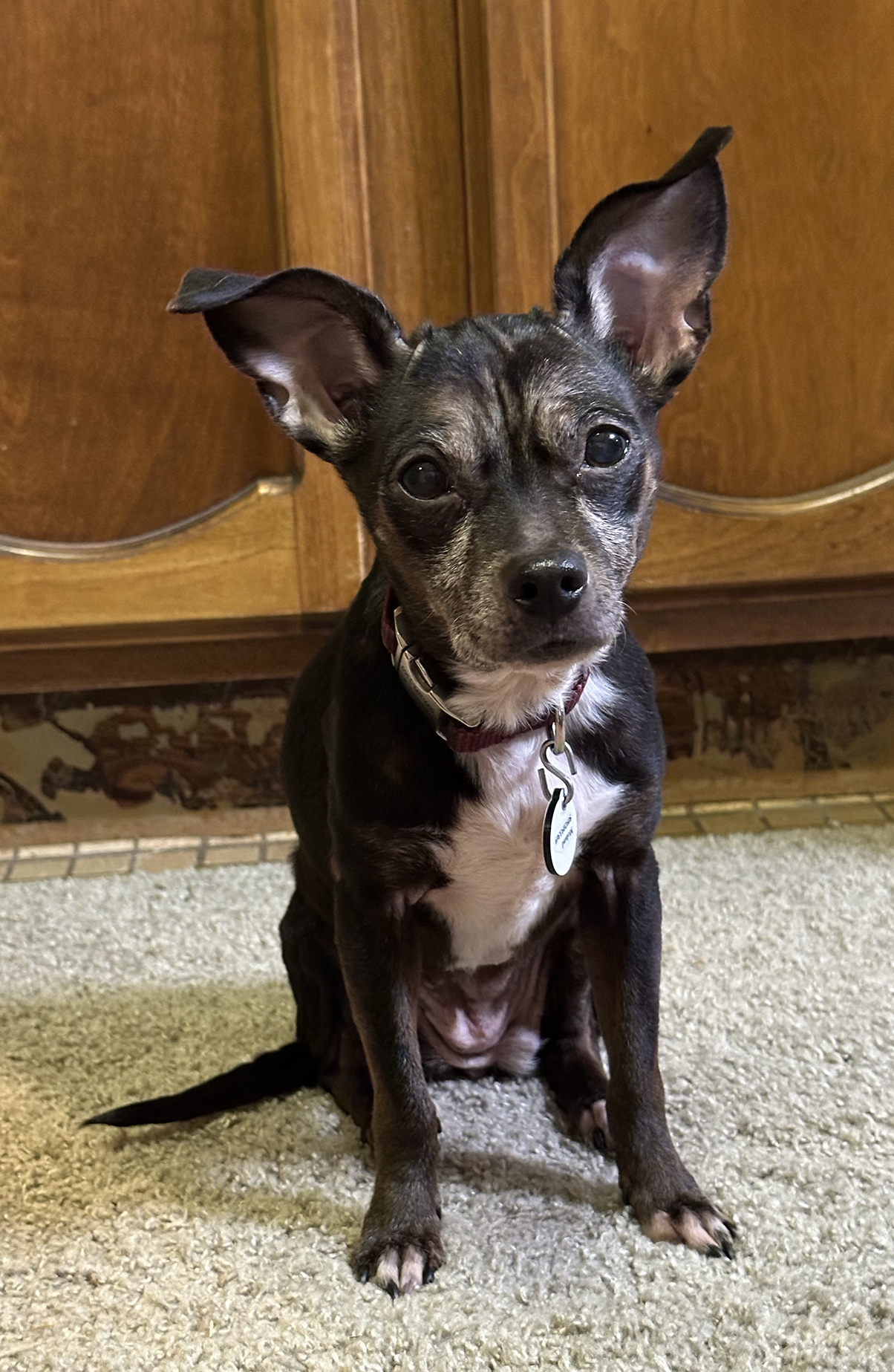 Amy Jo • Old Dog Haven