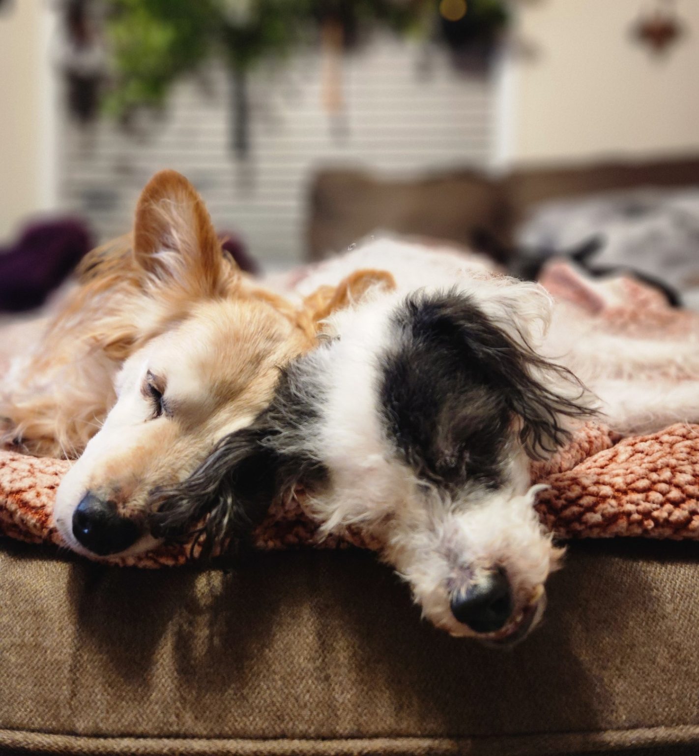 Alfred • Old Dog Haven