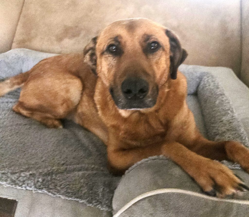 Jackson • Old Dog Haven