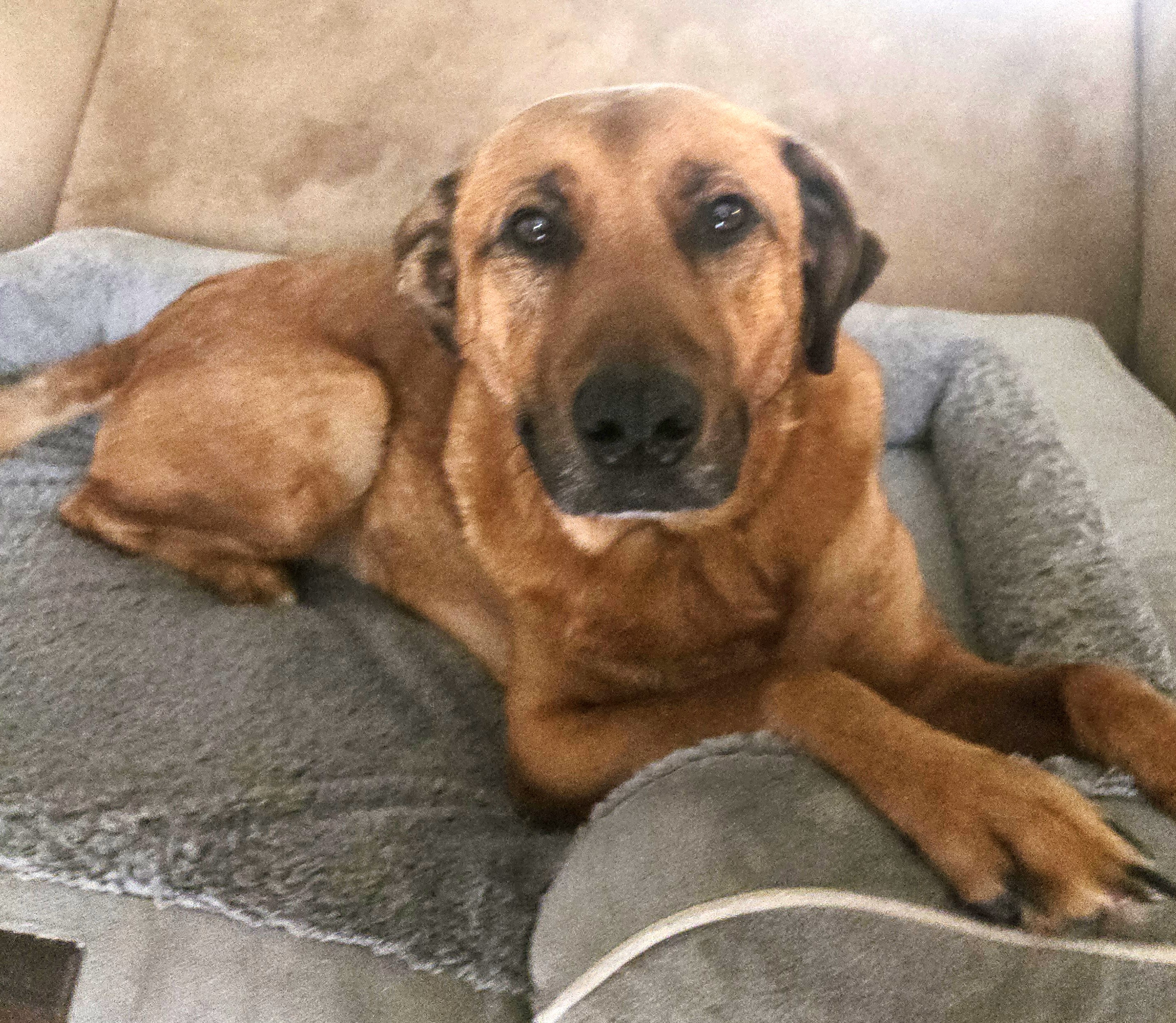 Jackson • Old Dog Haven